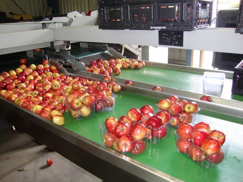 Apples - Backpacker-Footsteps