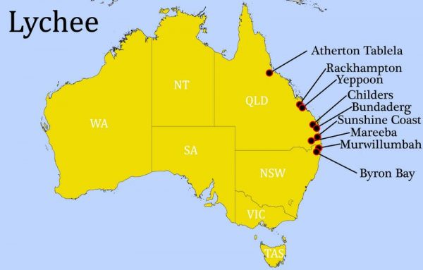 Lychee - Backpacker-Footsteps