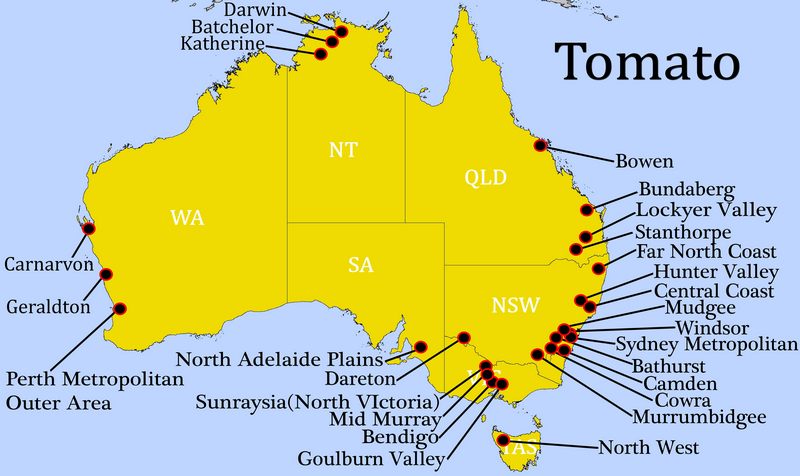 Tomato - Backpacker-Footsteps